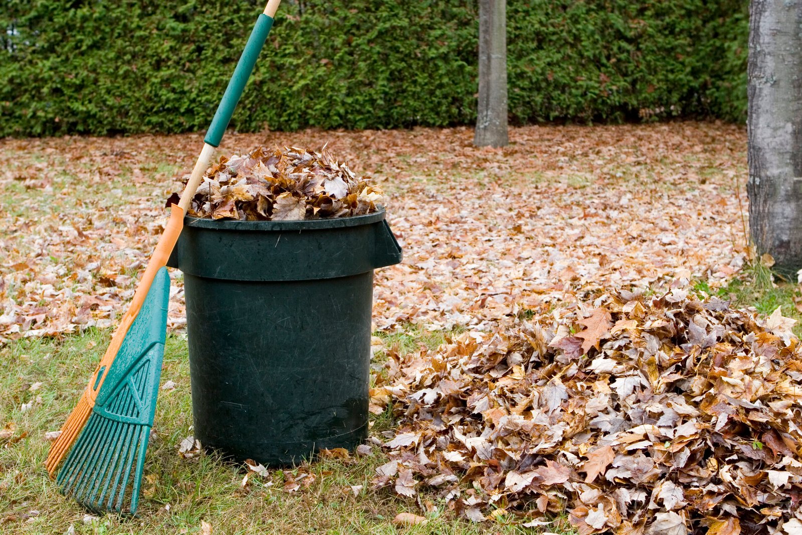 Fall Leaves & Yard Litter Best Management Practices - Colorado ...